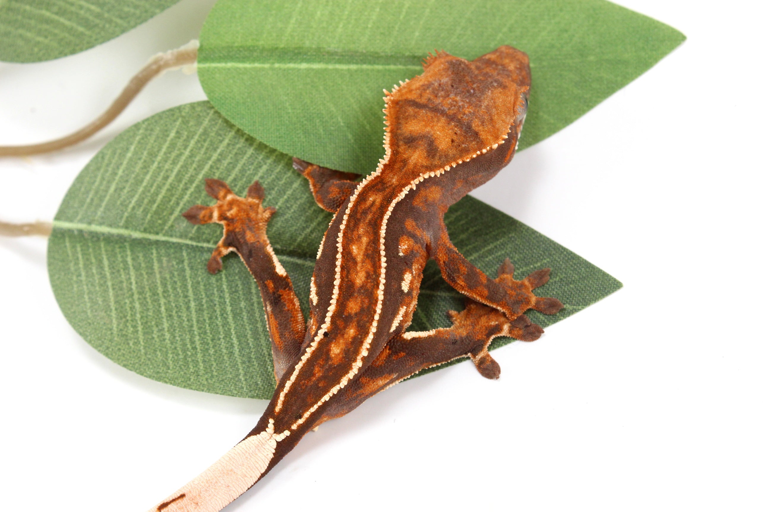 Chocolate Pinstripe Crested Gecko - All Reptiles