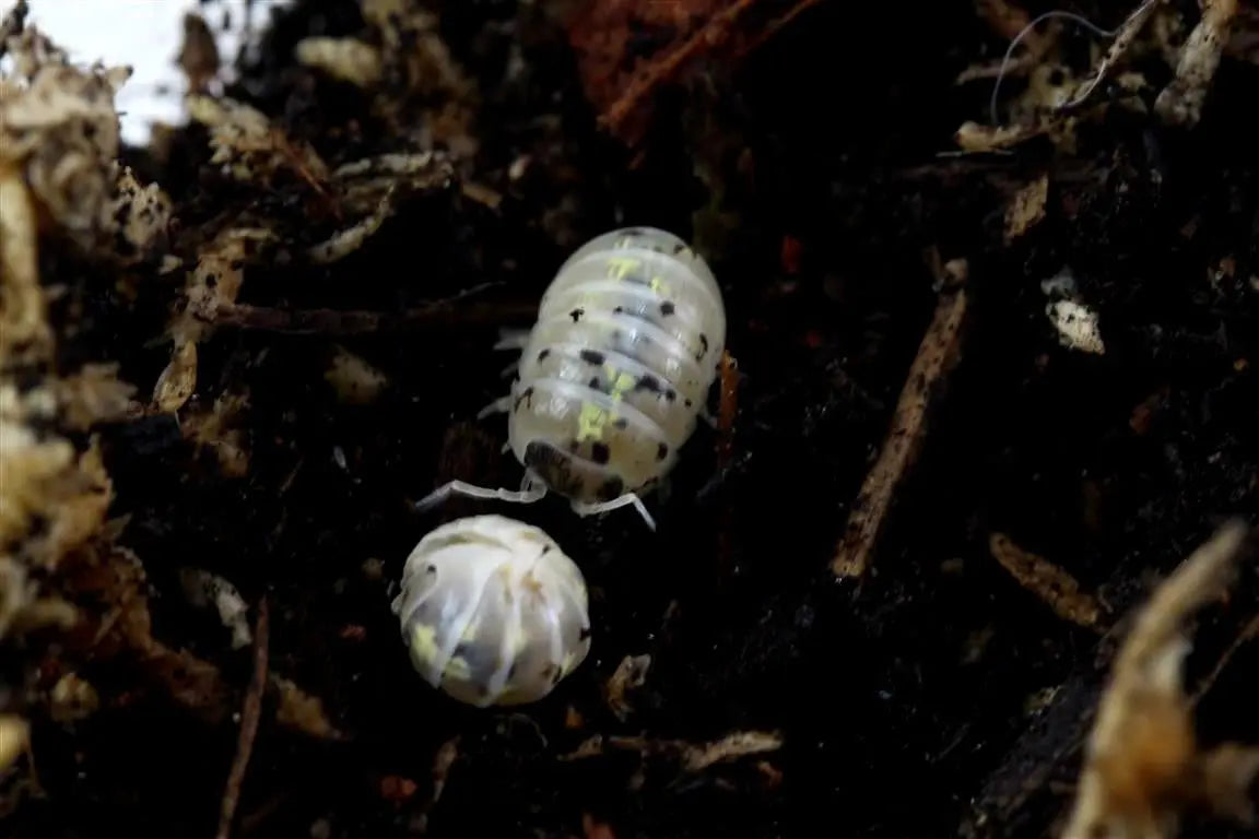 Isopods (Magic Potion) – All Reptiles