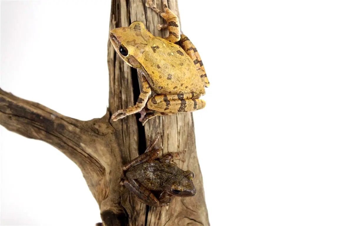 CB Golden Tree Frog - All Reptiles