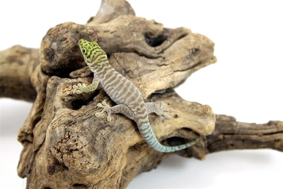 CB Standing's Day Gecko – All Reptiles
