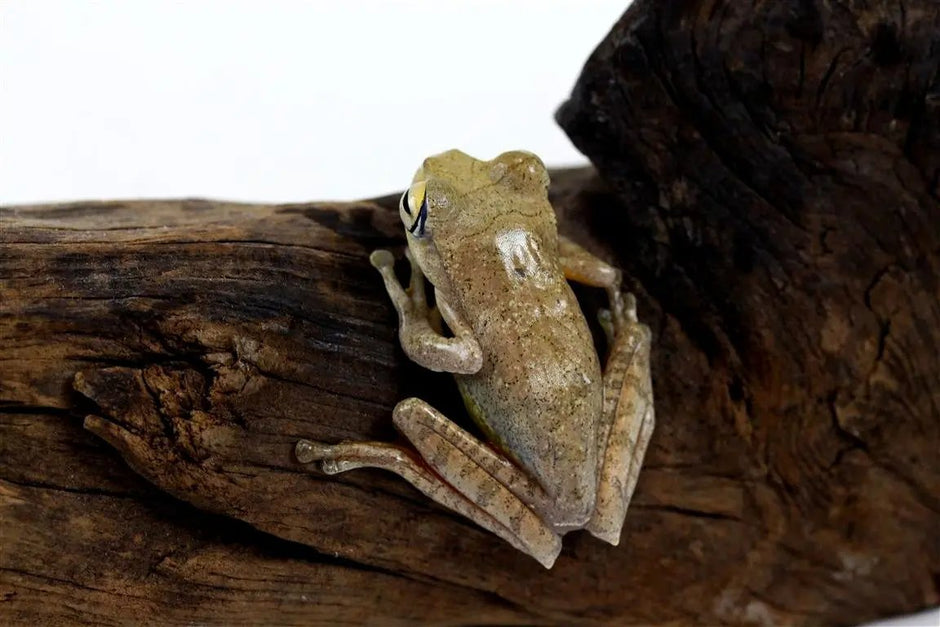 Amphibians/Frogs & Toads - All Reptiles