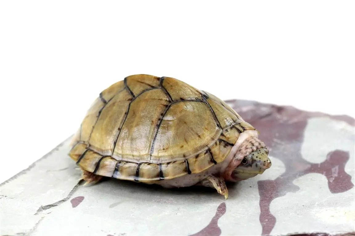 Razorback Musk Turtle – All Reptiles