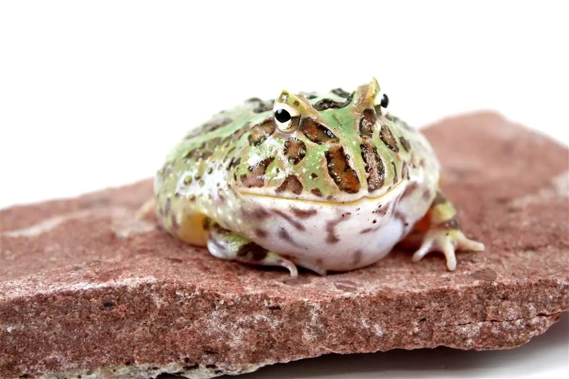 Mutant Gene Pacman Frog – All Reptiles