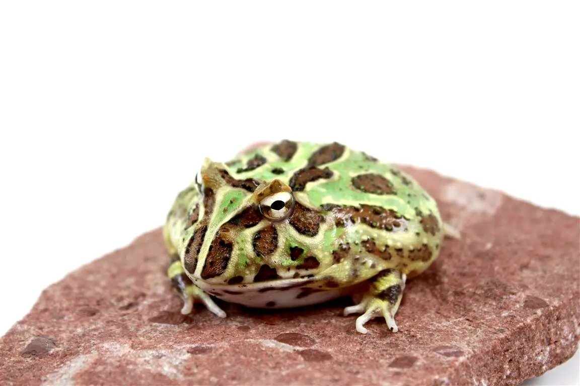 Mutant Gene Pacman Frog - All Reptiles