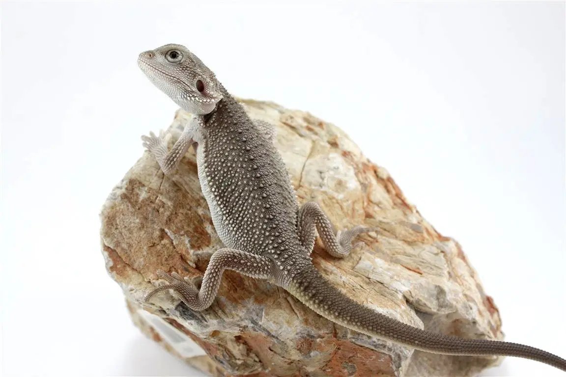 Zero Bearded Dragon - All Reptiles