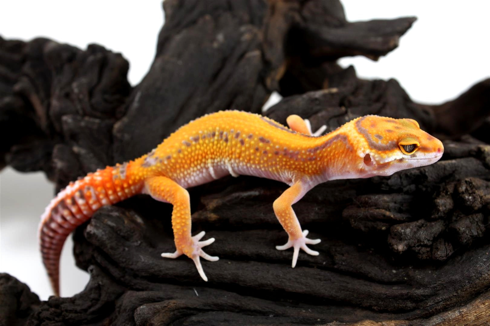 Red Diamond Striped Tremper Albino Leopard Gecko – All Reptiles