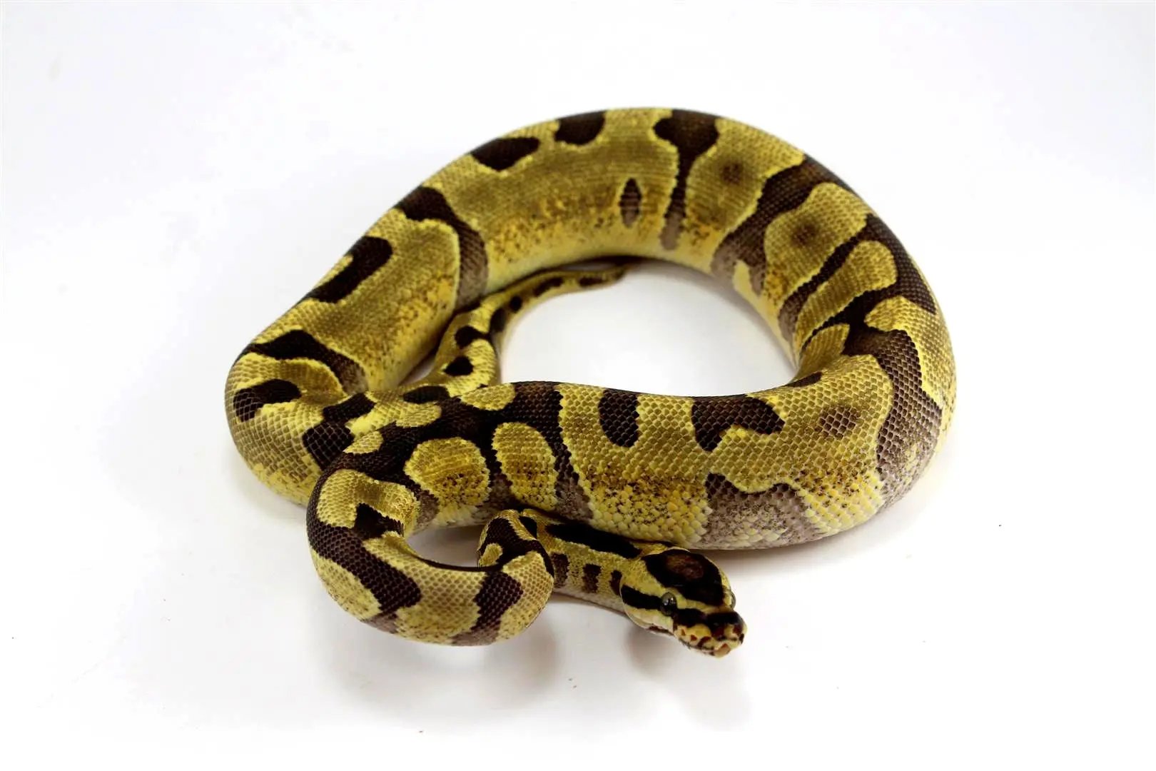 Super Enchi Ball Python – All Reptiles