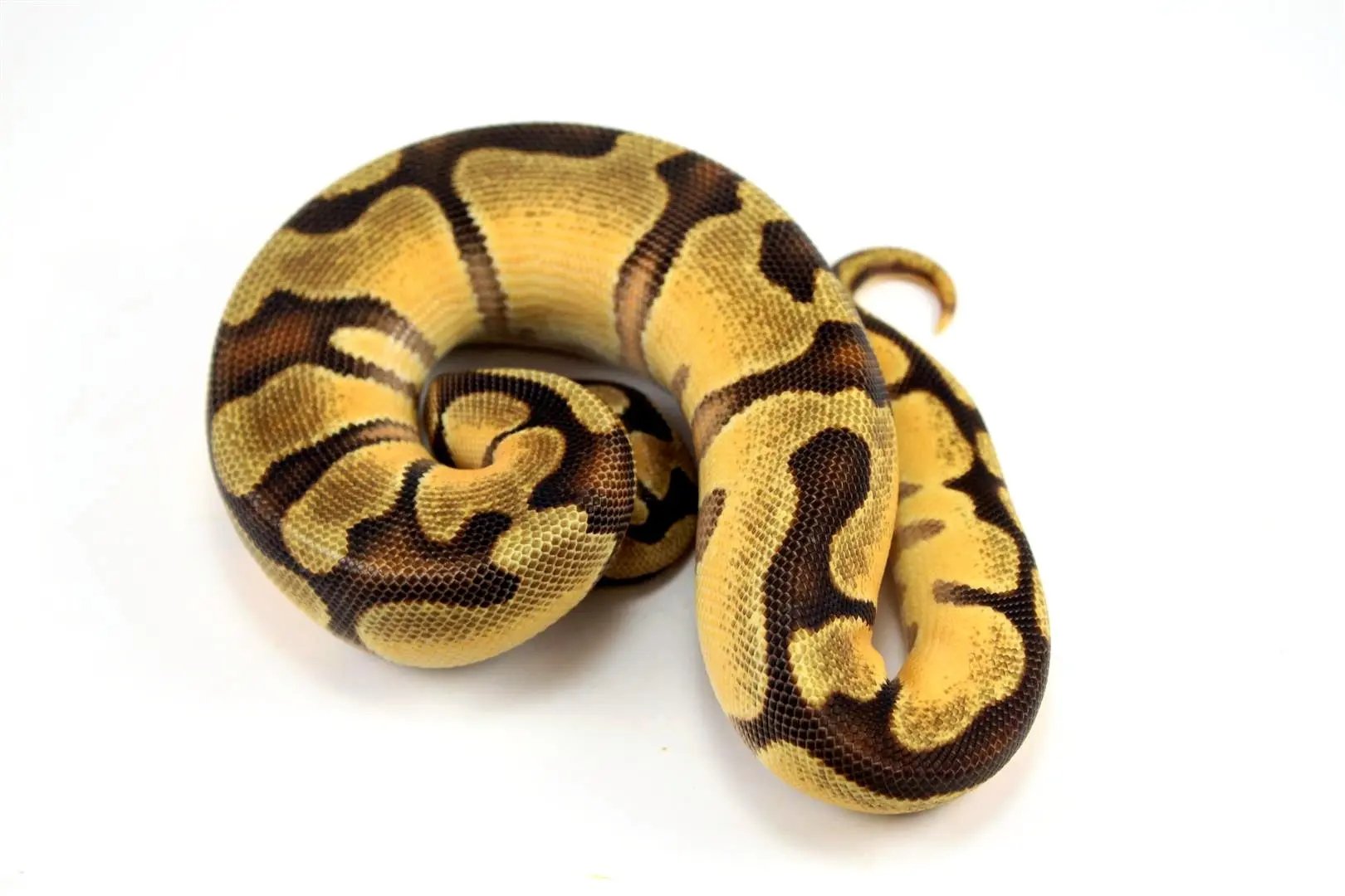 Orange Dream Yellow Belly Enchi Ball Python – All Reptiles