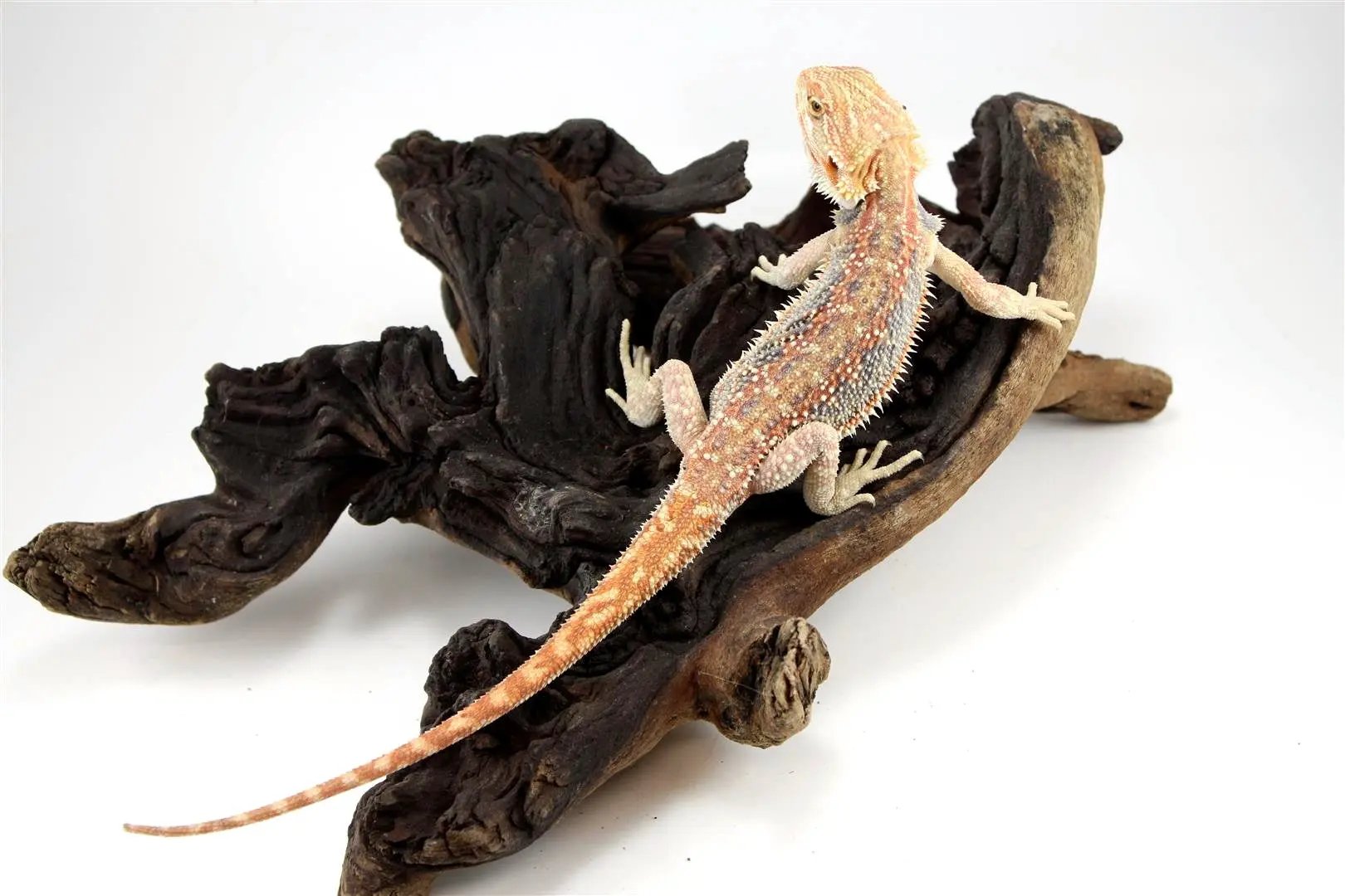 Hypo Dunner Super Blue Bar Bearded Dragon – All Reptiles