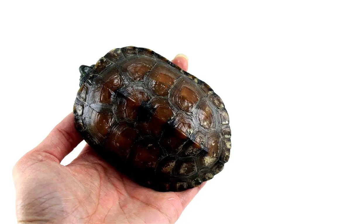Adult Suspected Female Reeves Turtle – All Reptiles