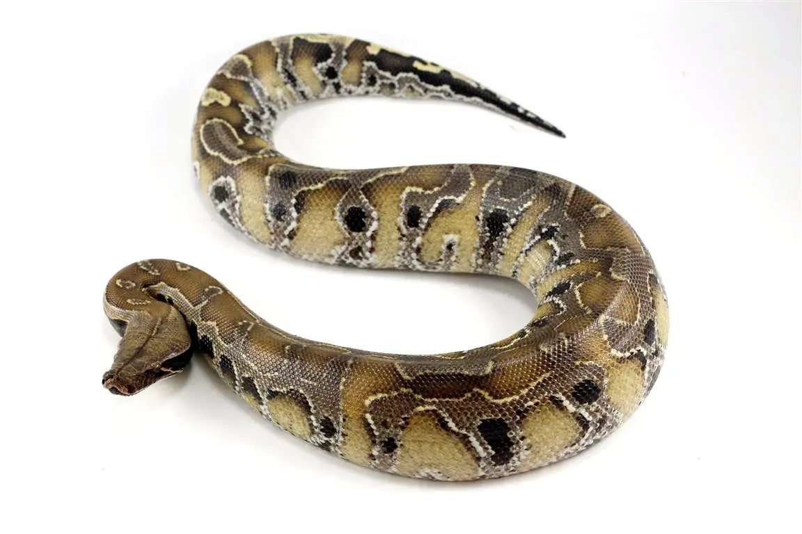 Borneo Blood Python - All Reptiles
