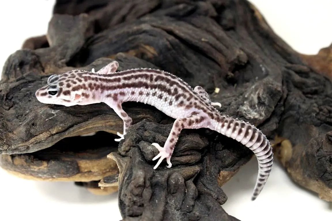 Mack Super Snow Leopard Gecko – All Reptiles