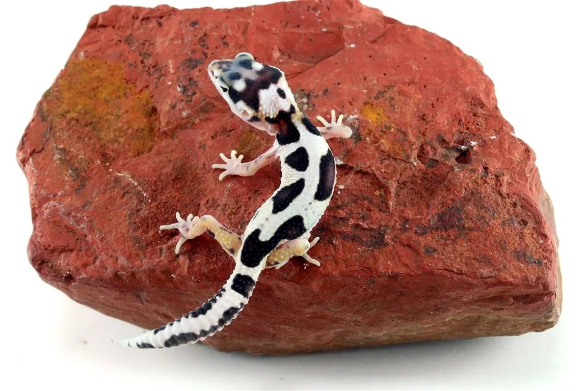 Mack Snow Bold Stripe Leopard Gecko - All Reptiles