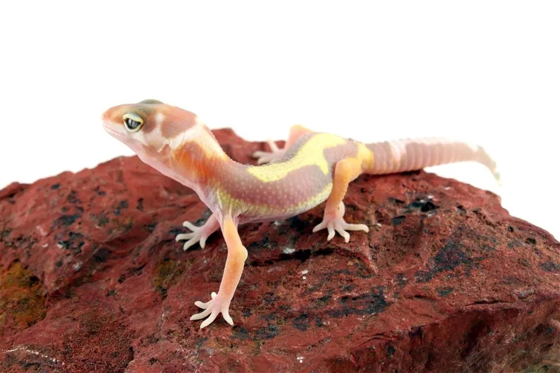 White and Yellow Bold Stripe Jungle Mack Snow Tremper Leopard Gecko ...