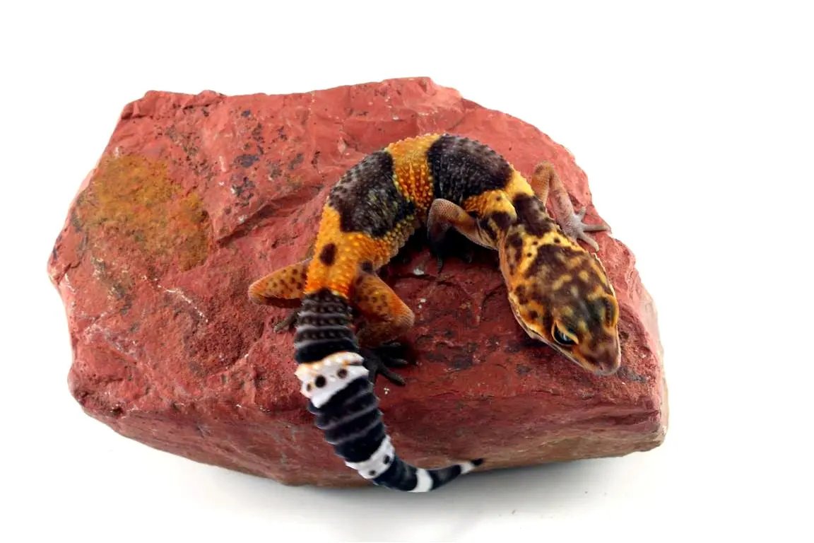 Lava Leopard Gecko - All Reptiles