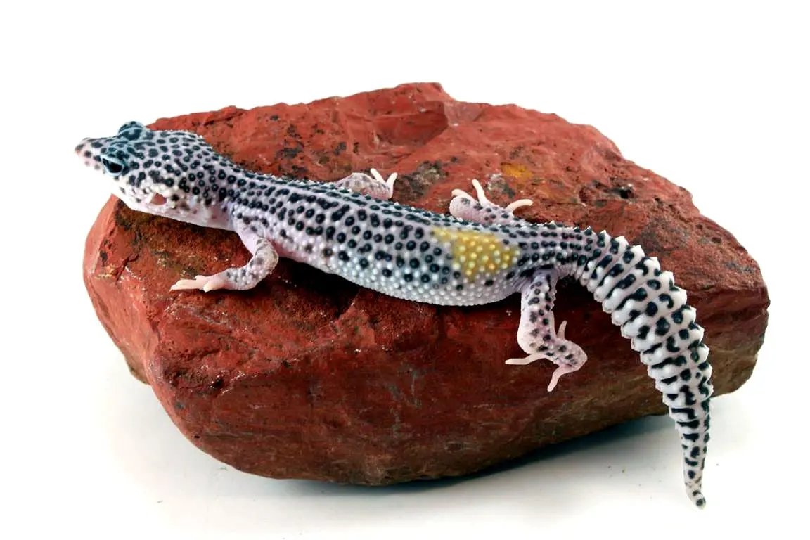 Adult Mack Super Snow Leopard Gecko - SPECIAL - All Reptiles