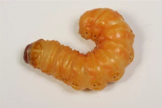 Butter Worms – All Reptiles