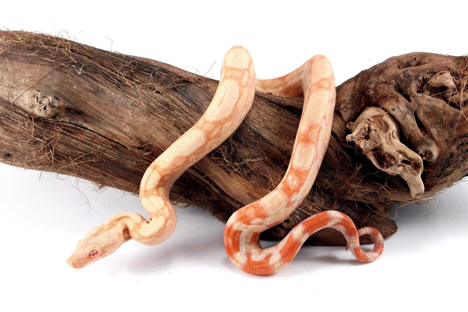 Albino Arabesque Boa – All Reptiles