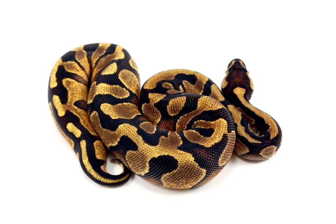Enchi Yellow Belly Ball Python – All Reptiles