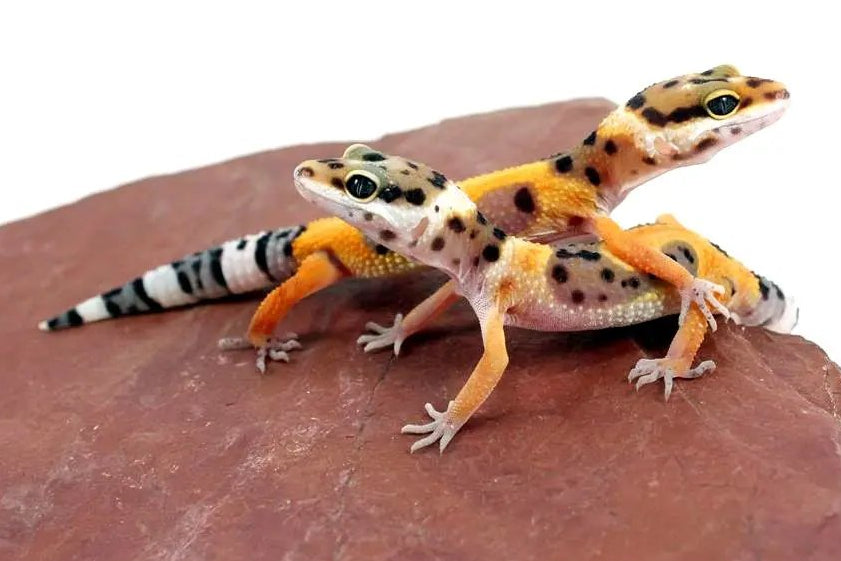 Calico Firefox Leopard Gecko - All Reptiles
