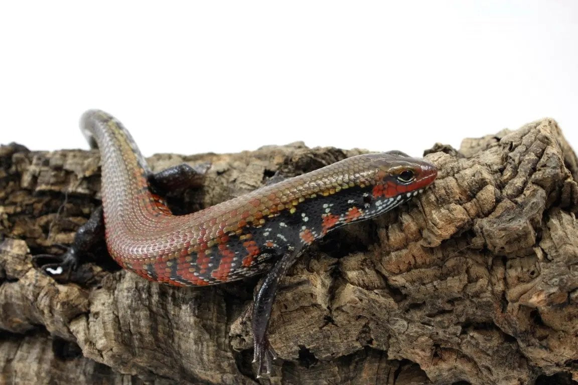 Fire Skink – All Reptiles