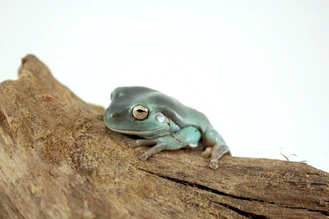 CB Juvenile White's Tree Frog - All Reptiles