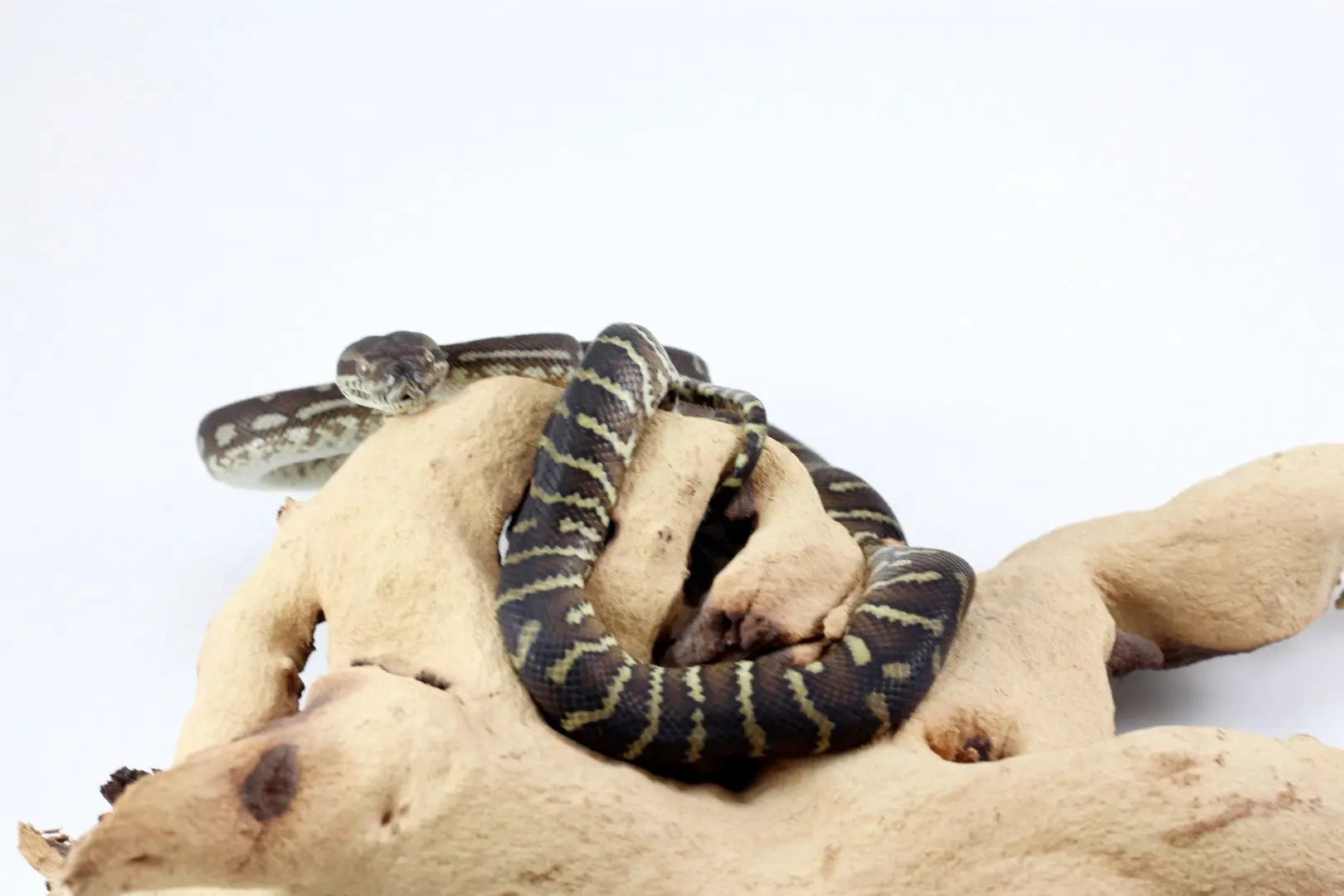 Bredl's Python – All Reptiles