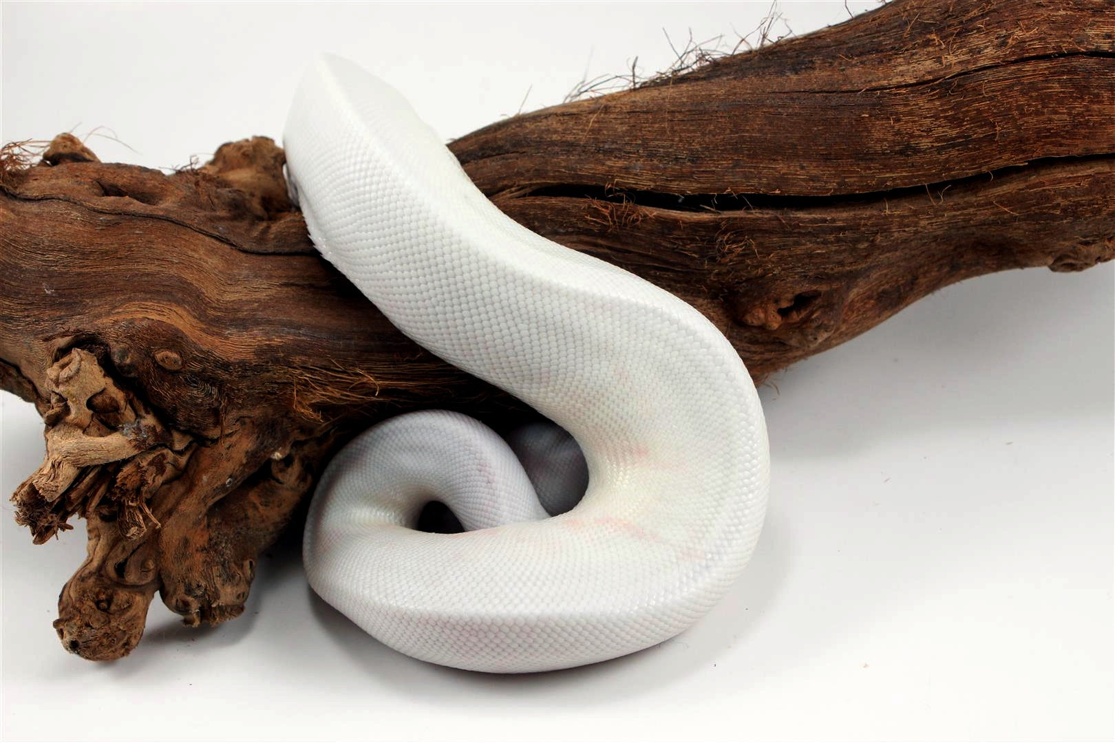 Black Eyed Leucistic Ball Python – All Reptiles