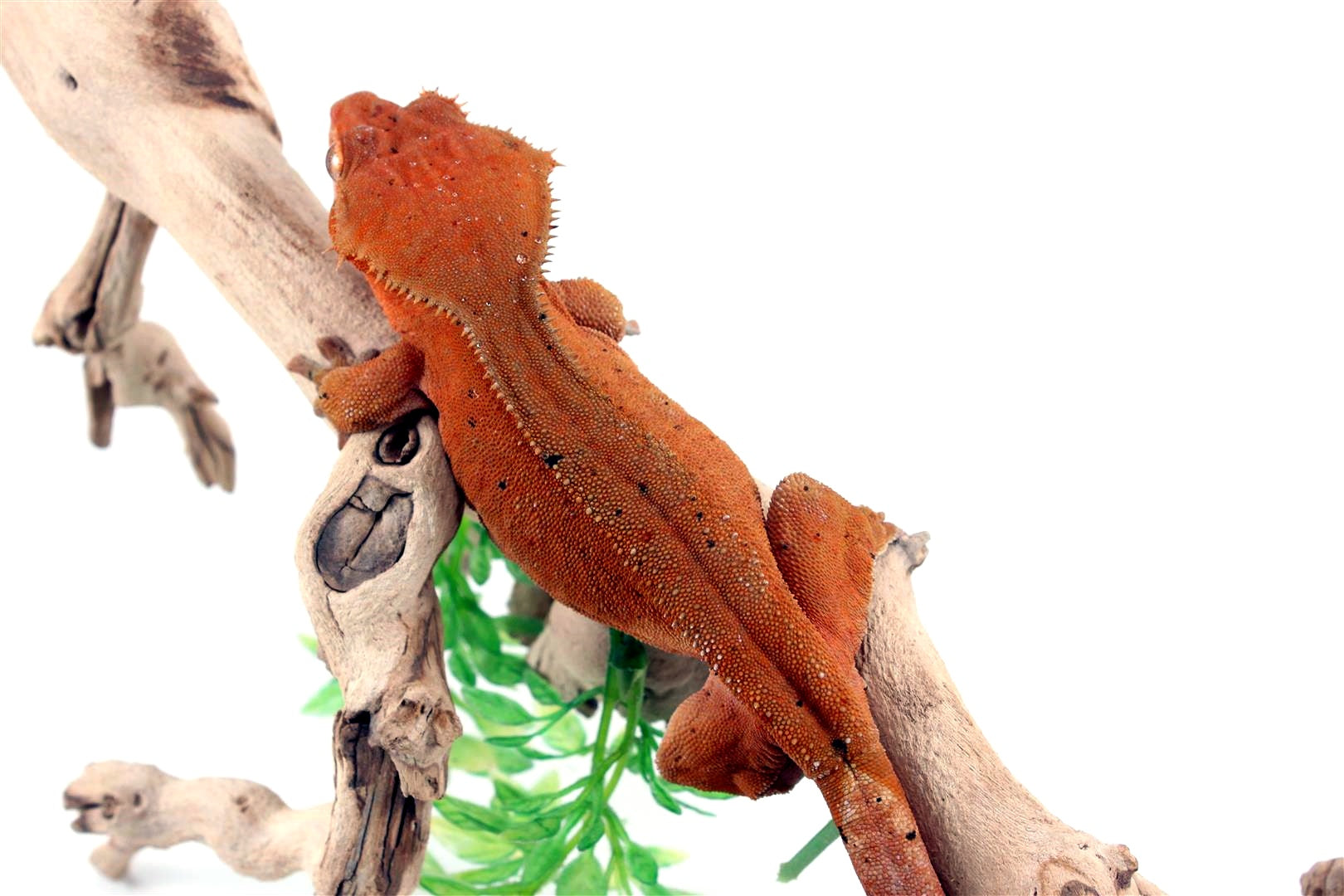 Red Dalmatian Crested Gecko - All Reptiles