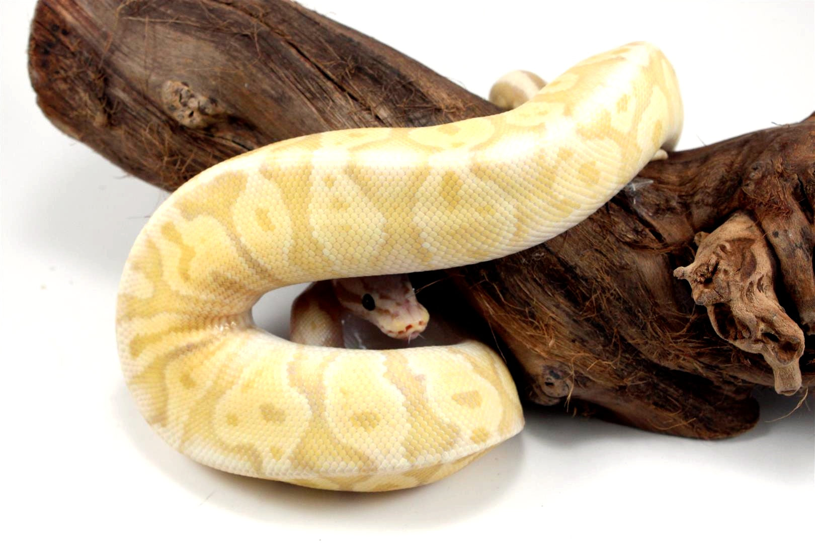 Super Banana Pastel Enchi Ball Python – All Reptiles