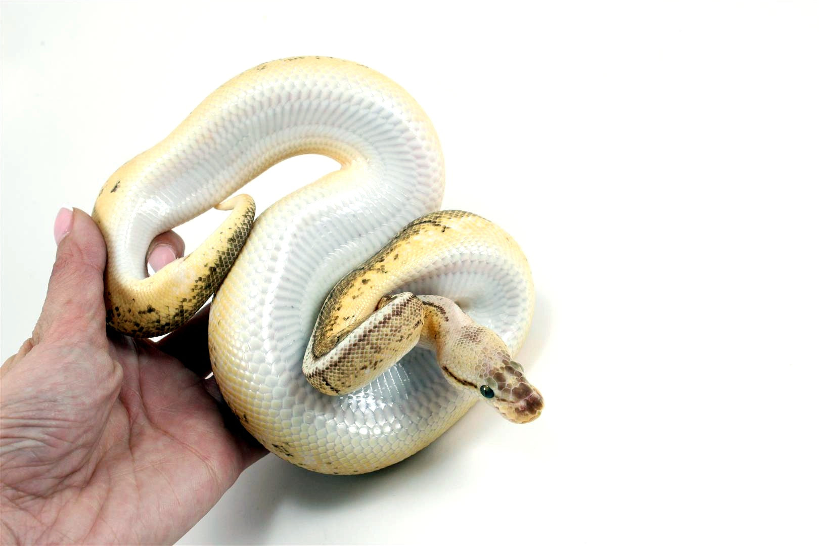 Super Pastel Fire Pinstripe Ball Python - All Reptiles