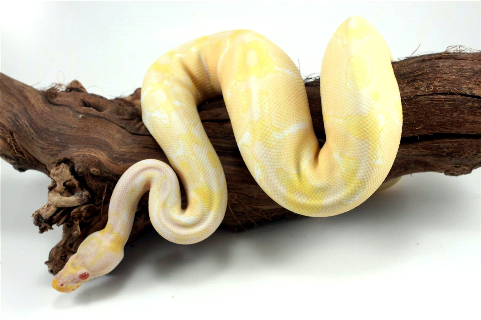Toffino het Pied Ball Python – All Reptiles