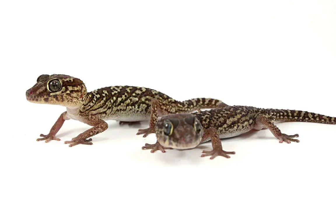 Pictus Gecko – All Reptiles