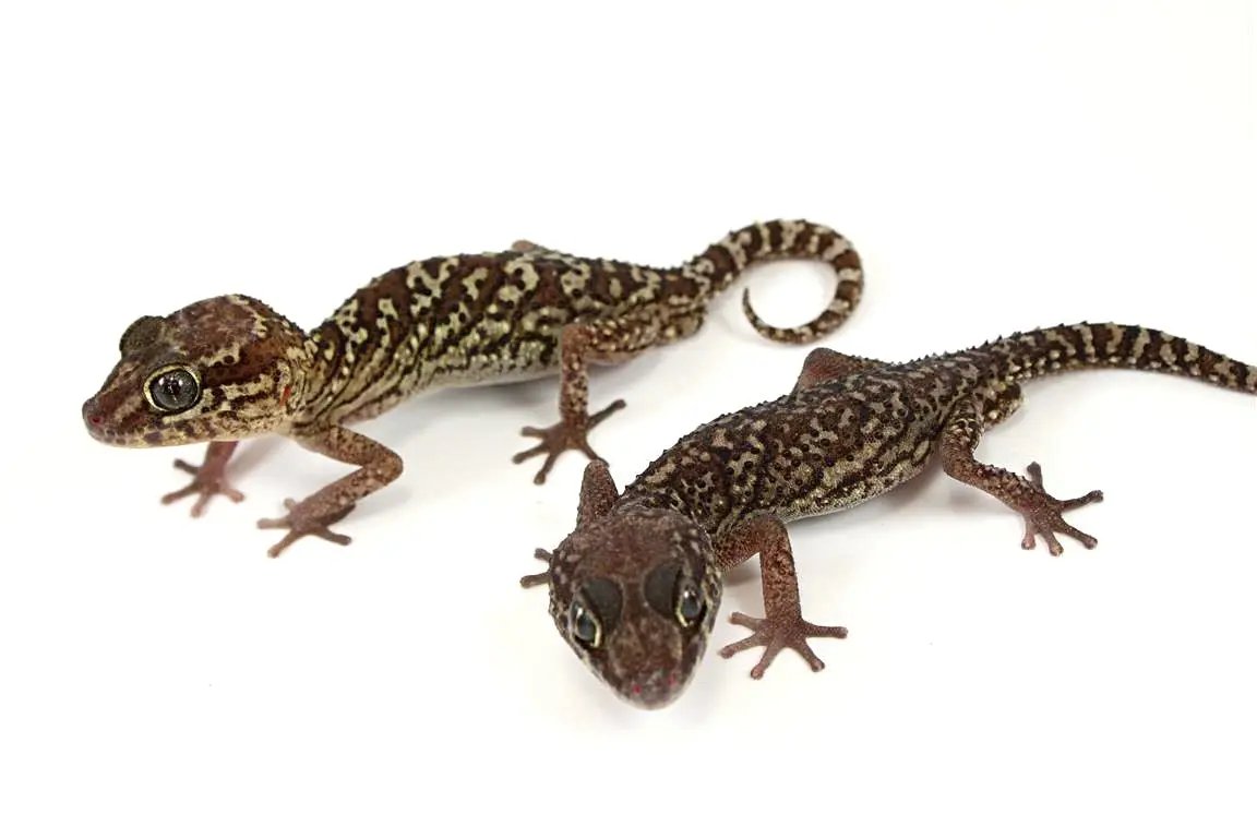 Pictus Gecko – All Reptiles