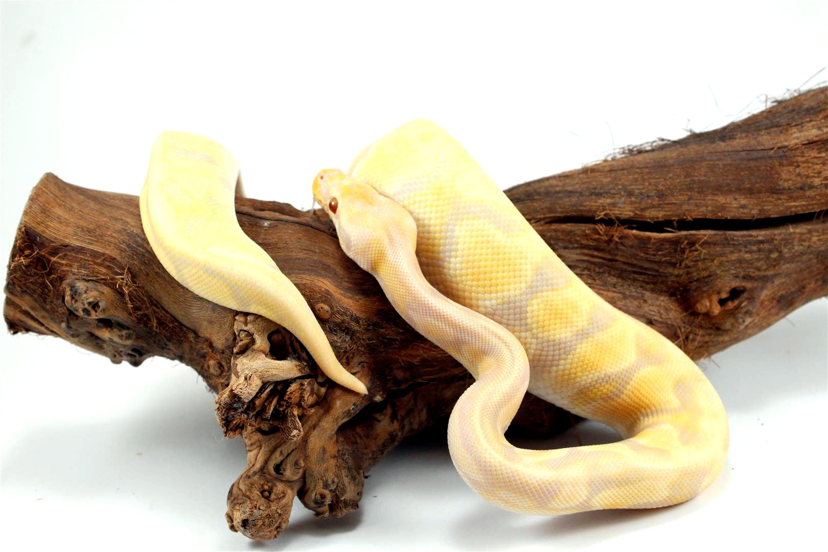 Toffino het Pied Ball Python – All Reptiles