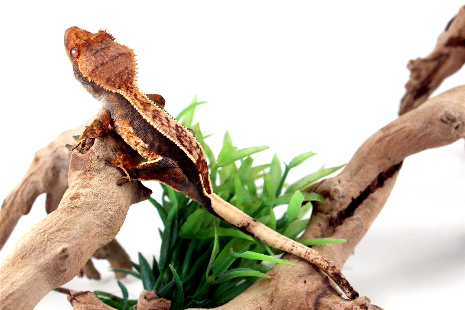 Chocolate Harlequin Crested Gecko - All Reptiles