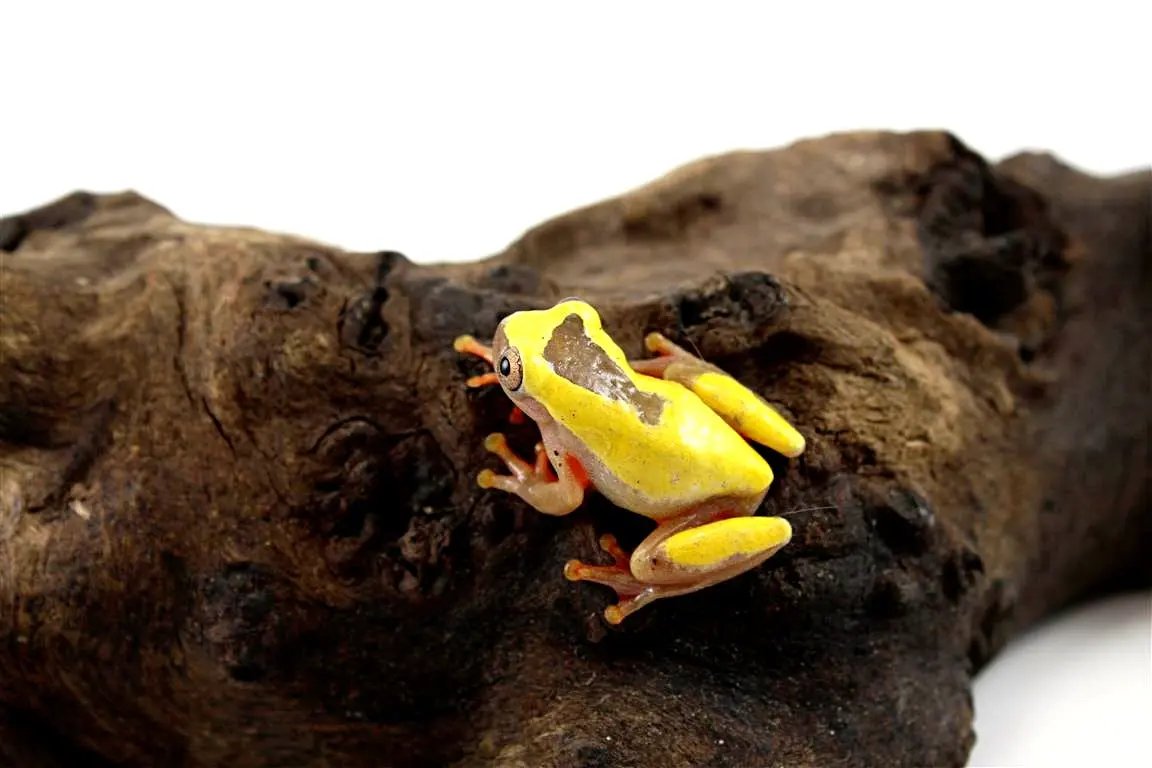 Yellow Clown Tree Frog – All Reptiles
