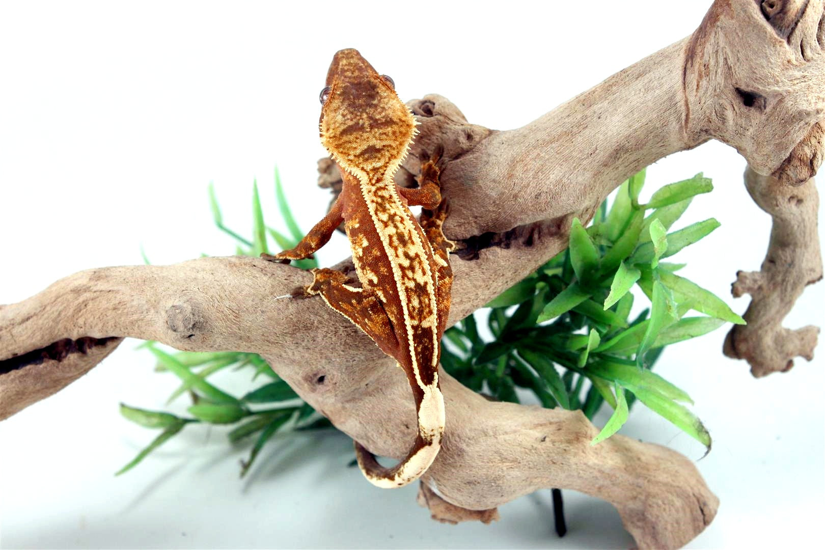 High Contrast Harlequin Crested Gecko - All Reptiles