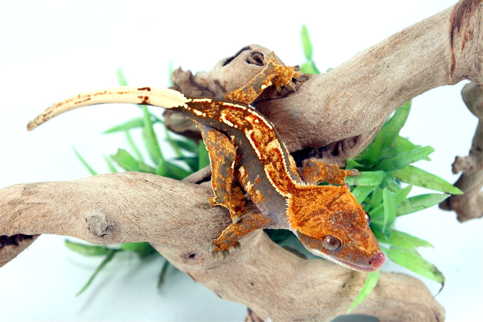 Chocolate Harlequin Crested Gecko - All Reptiles