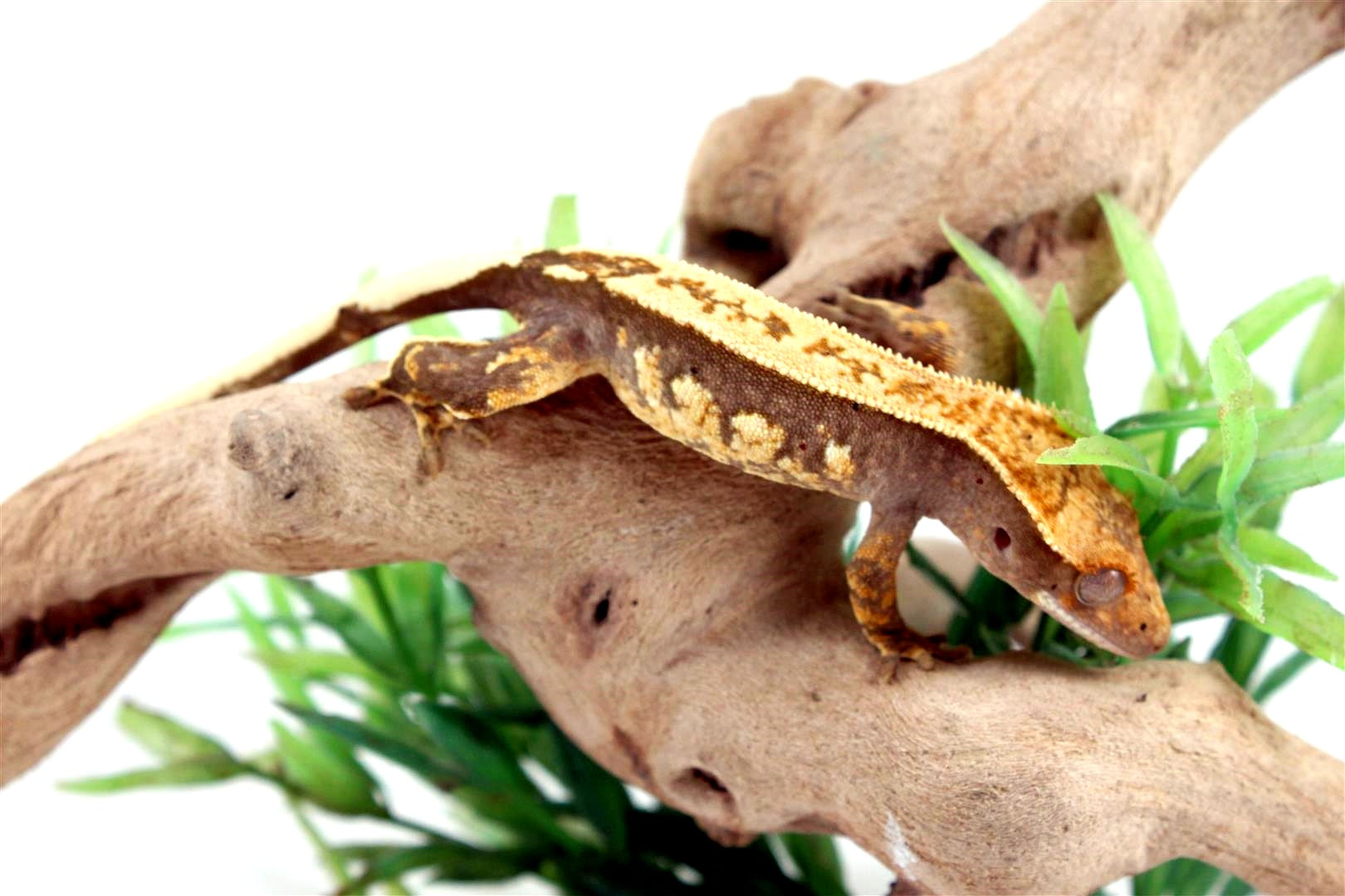 Chocolate Blonde Crested Gecko – All Reptiles