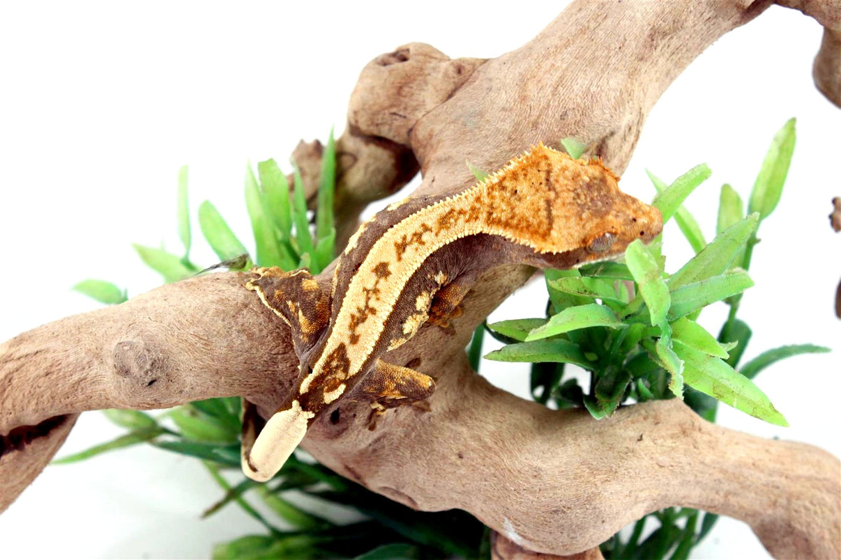 Chocolate Blonde Crested Gecko - All Reptiles