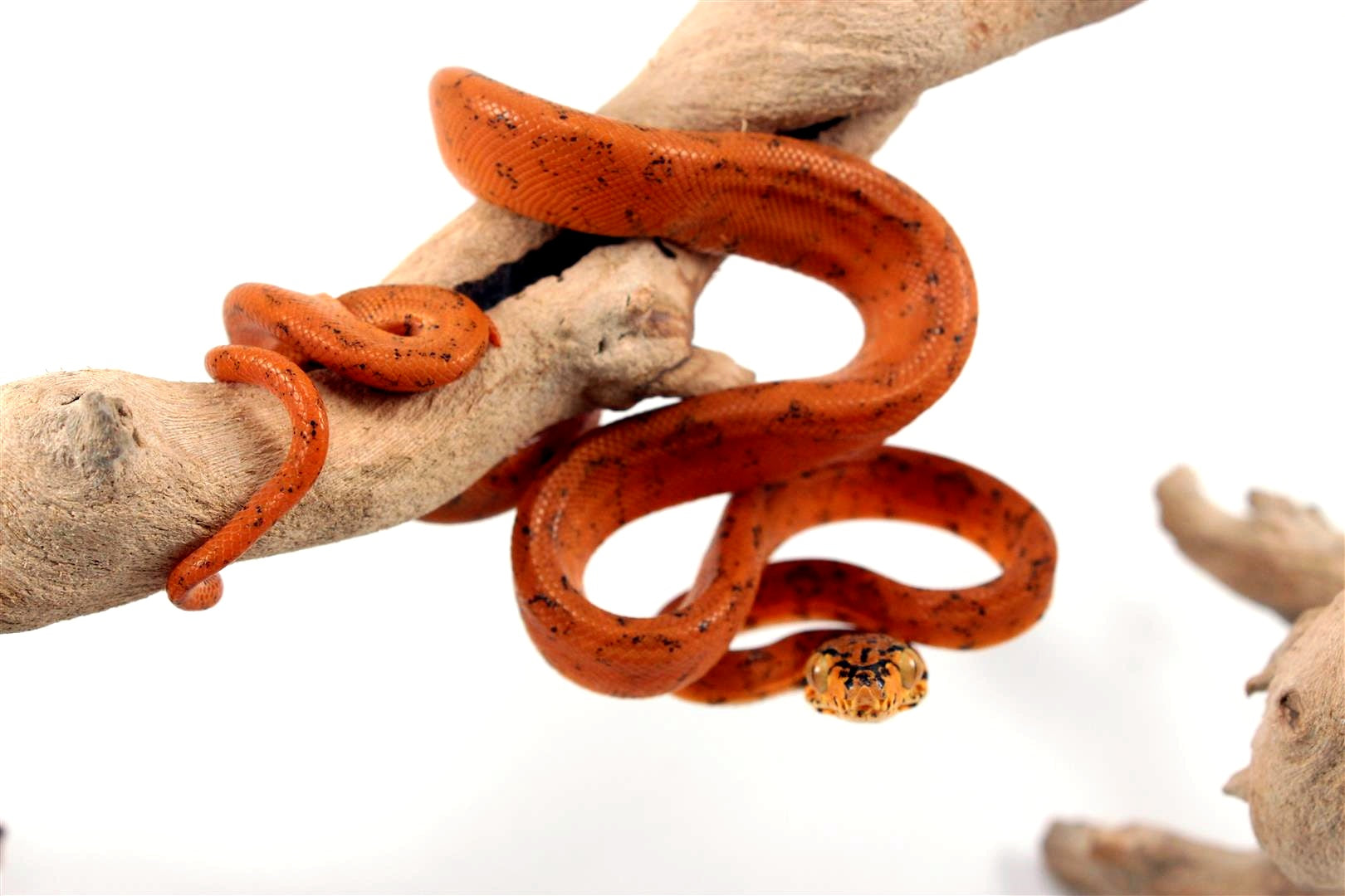CB Red Amazon Tree Boa – All Reptiles