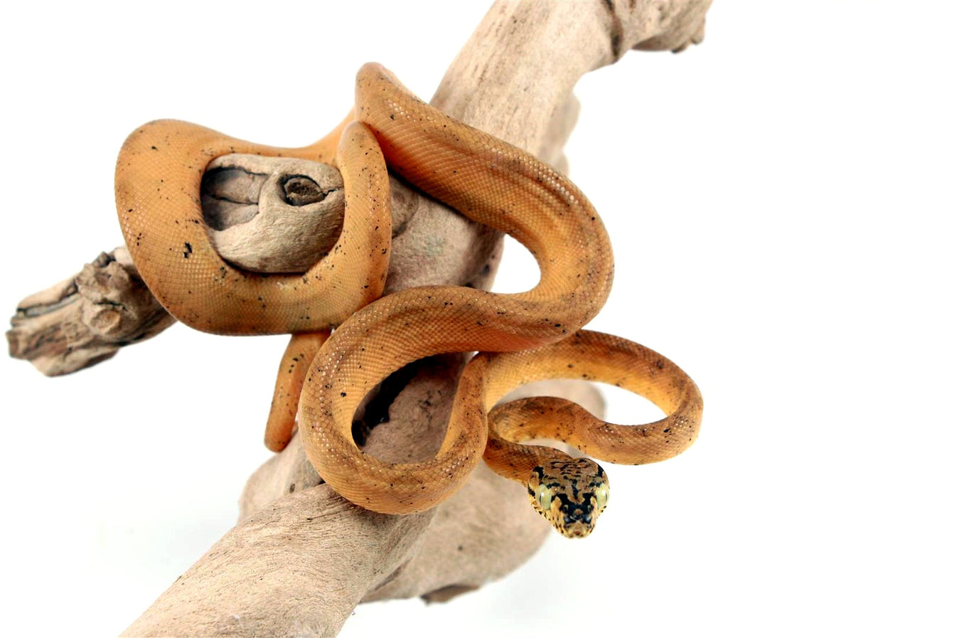 CB Yellow Amazon Tree Boa - All Reptiles