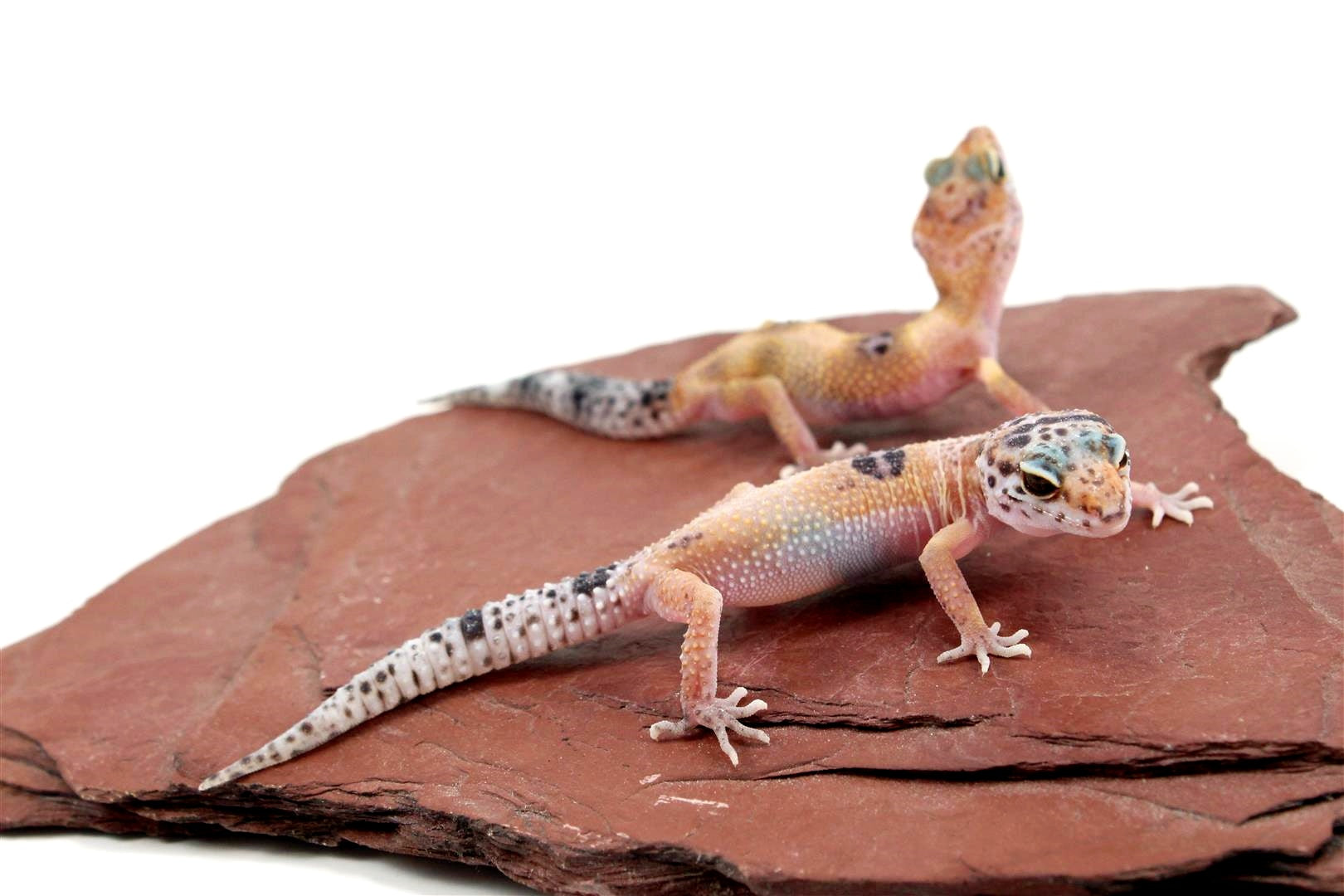 Clown Leopard Gecko - All Reptiles