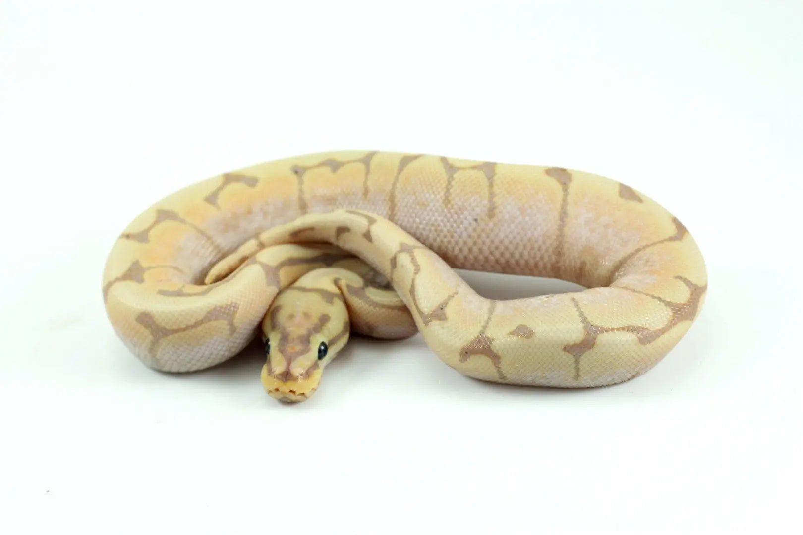 Banana Spider Ball Python - All Reptiles