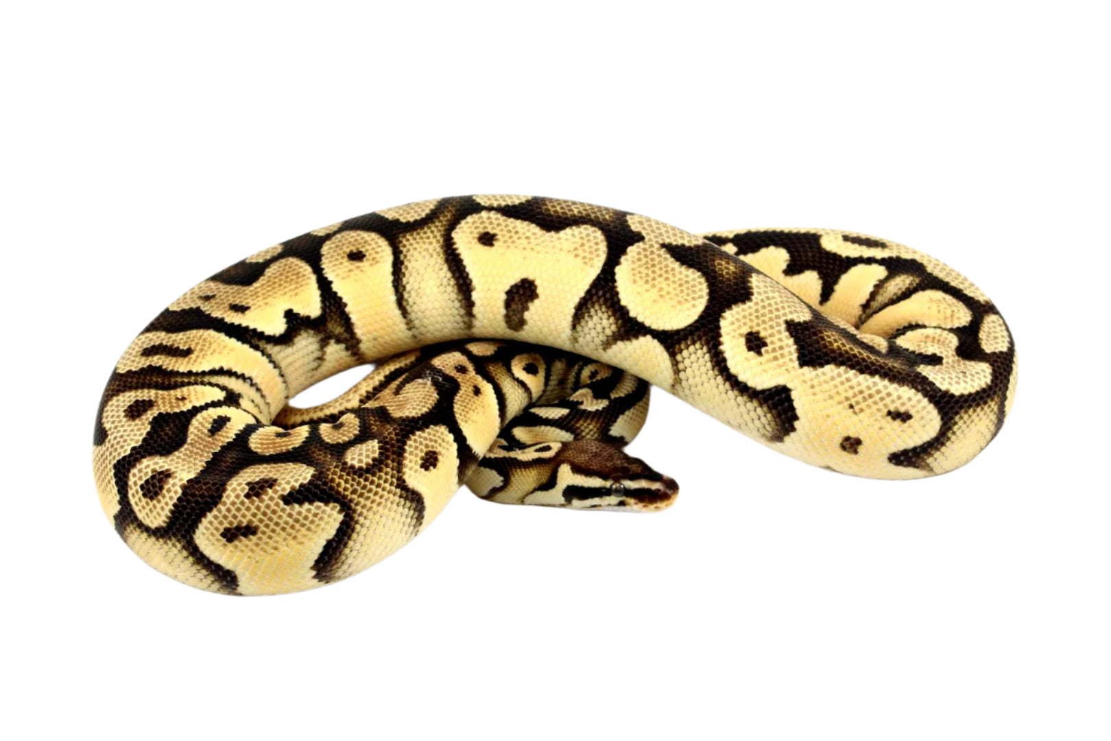 Pastel Orange Dream poss. Fire Ball Python – All Reptiles
