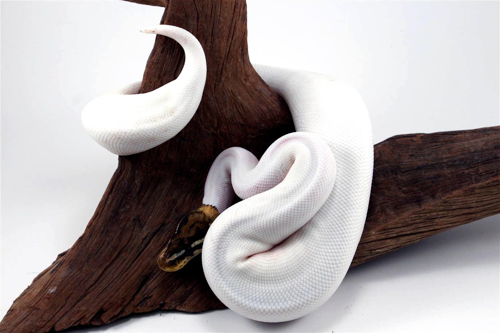 High White Pastel Pied Ball Python - All Reptiles