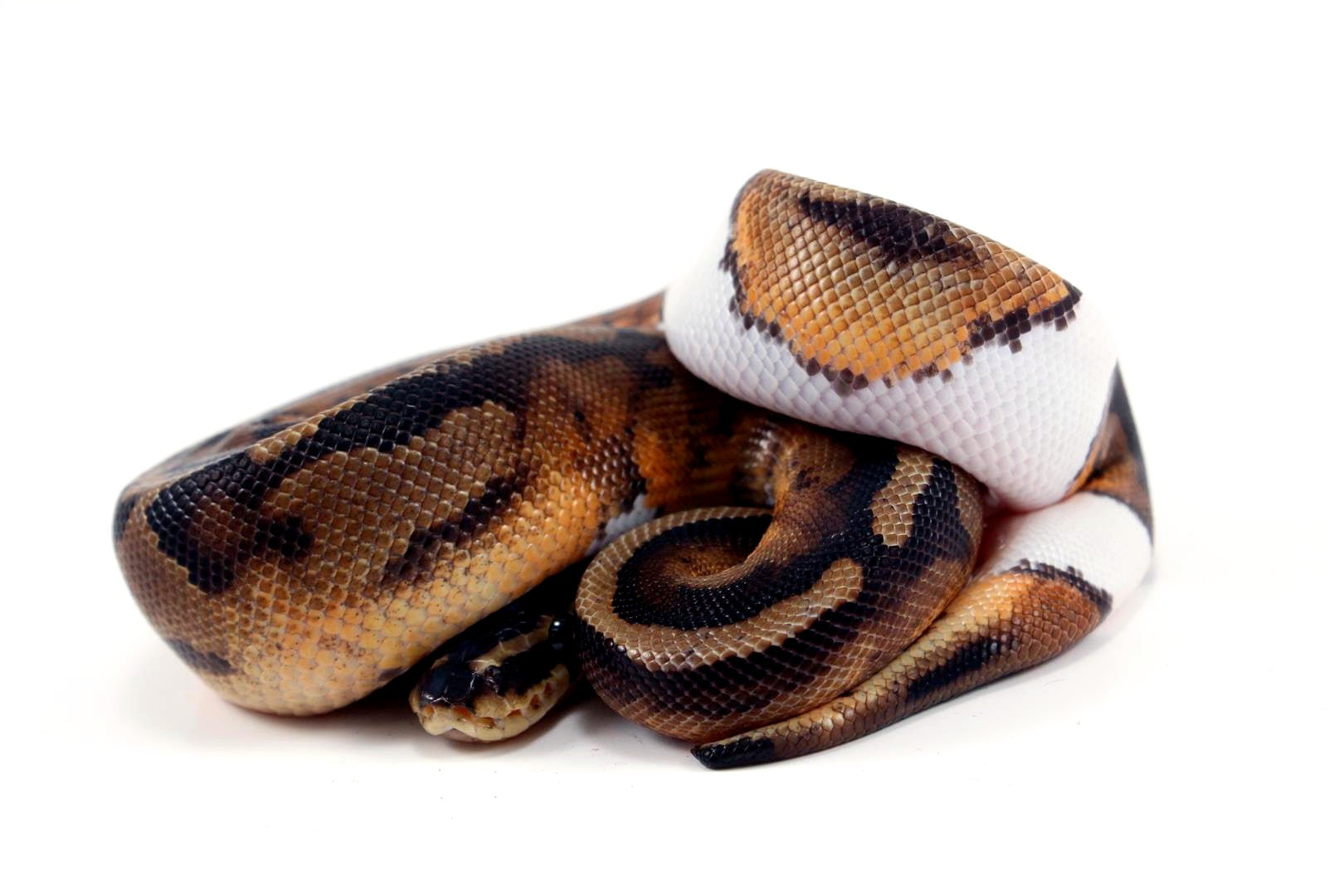 Pied h. Desert Ghost Ball Python – All Reptiles