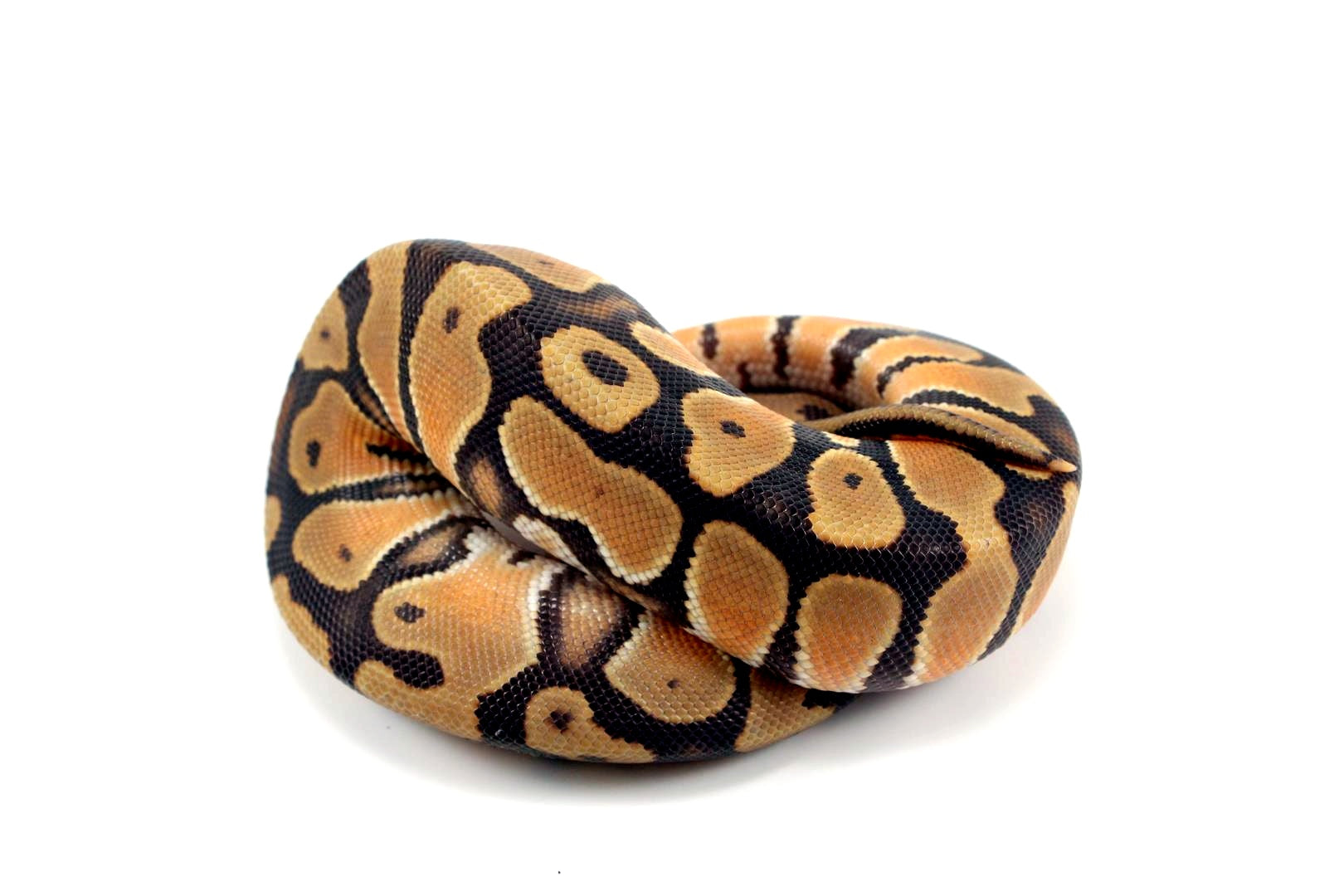 Orange Dream Hypo Ball Python - All Reptiles
