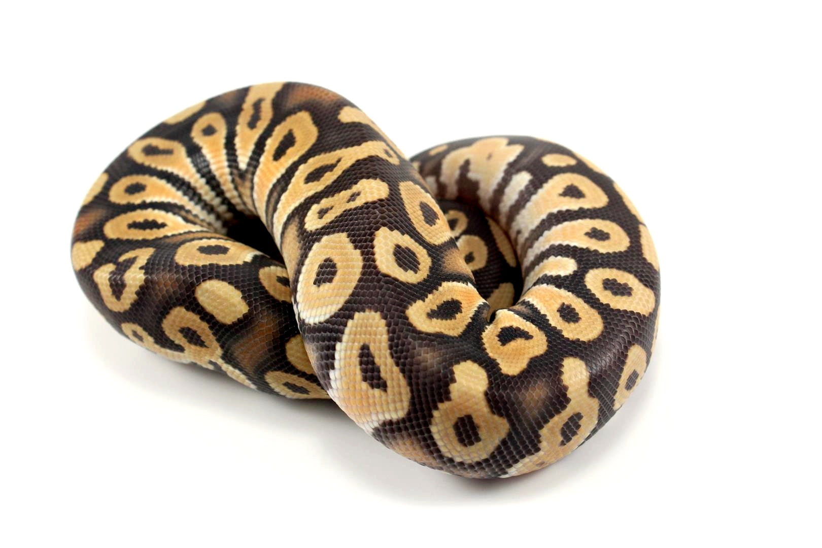 Hypo Orange Dream Phantom Ball Python - All Reptiles